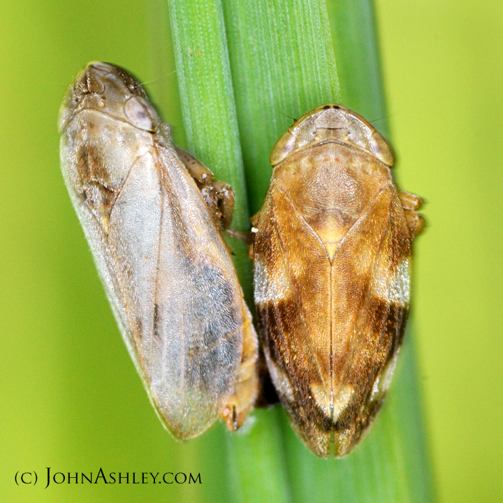 Wild and Free Montana: Captivating, Catapulting Spittlebugs