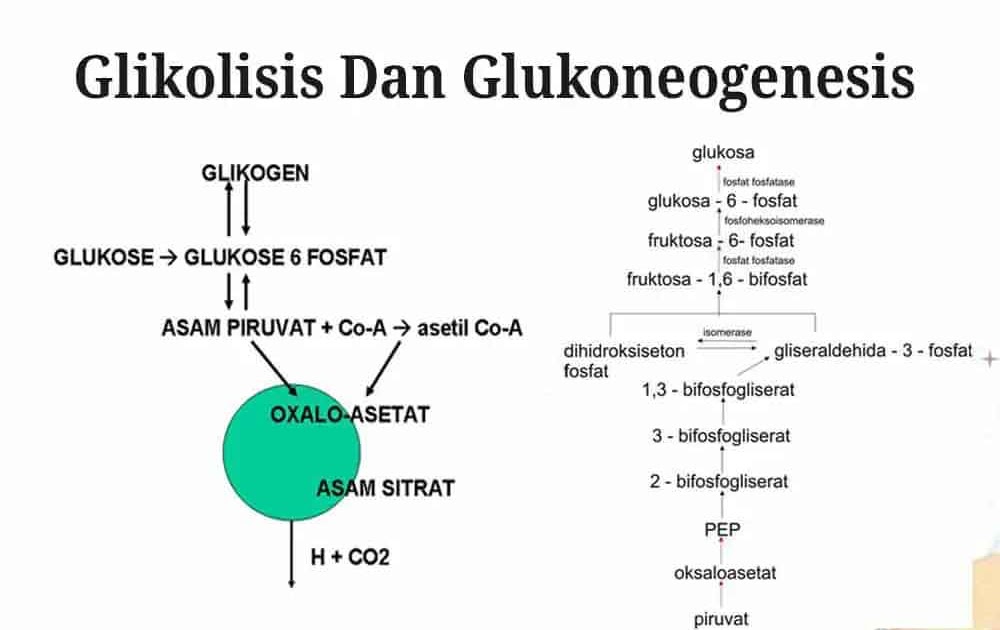 Penjelasan Glikolisis Dan Glukoneogenesis Beserta Perbedaan - adalah ...