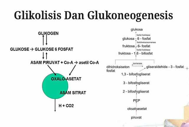 Penjelasan Glikolisis Dan Glukoneogenesis Beserta Perbedaan - adalah ...
