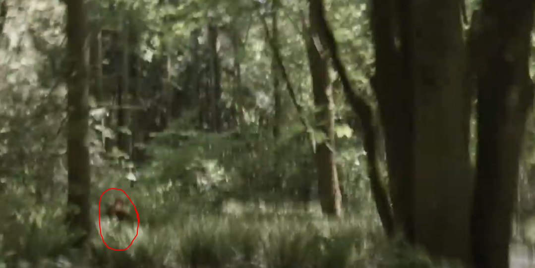 RMSO Bigfoot: Strathcona Sasquatch Video Vancouver Island