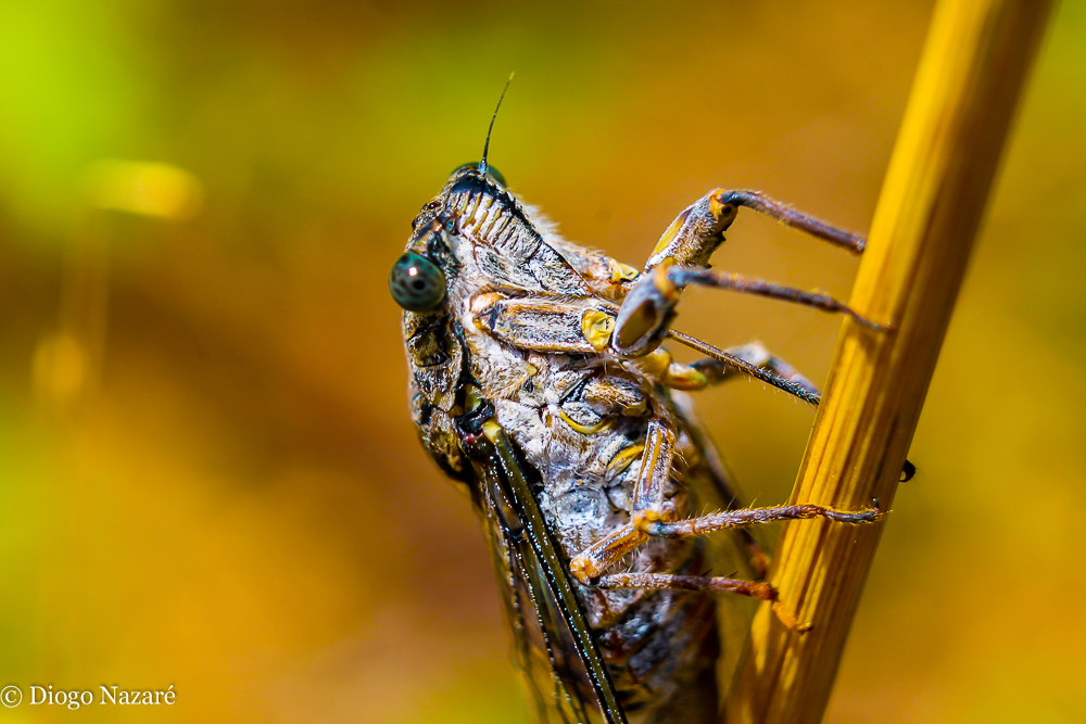 In the eyes of life with macro : Cigarra (Cicada. english)