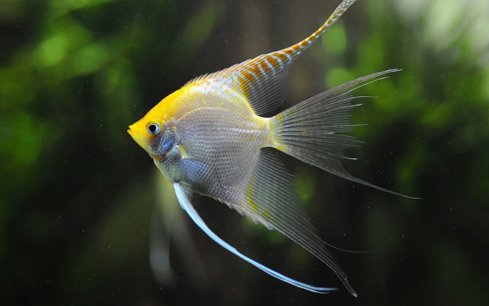 Beautiful Fish Photos Images And HD Wallpapers