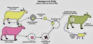 Dolly - CANZONES