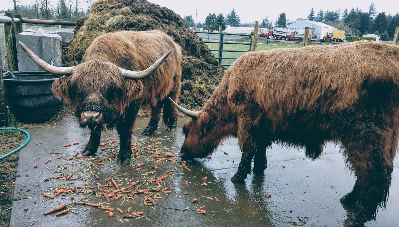 Asman Highland Cattle: Farm pictures