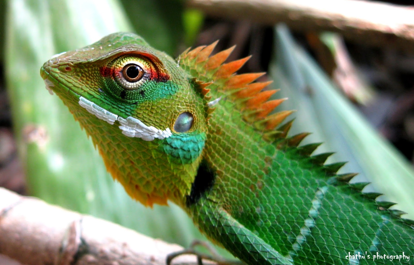 Nature Of Srilanka: Calotes calotes (Linnaeus, 1758); Green Garden ...