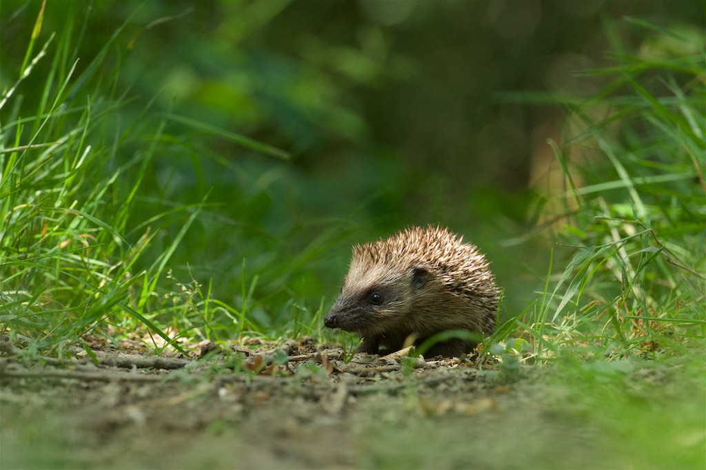 Hedgehog Hoglets
