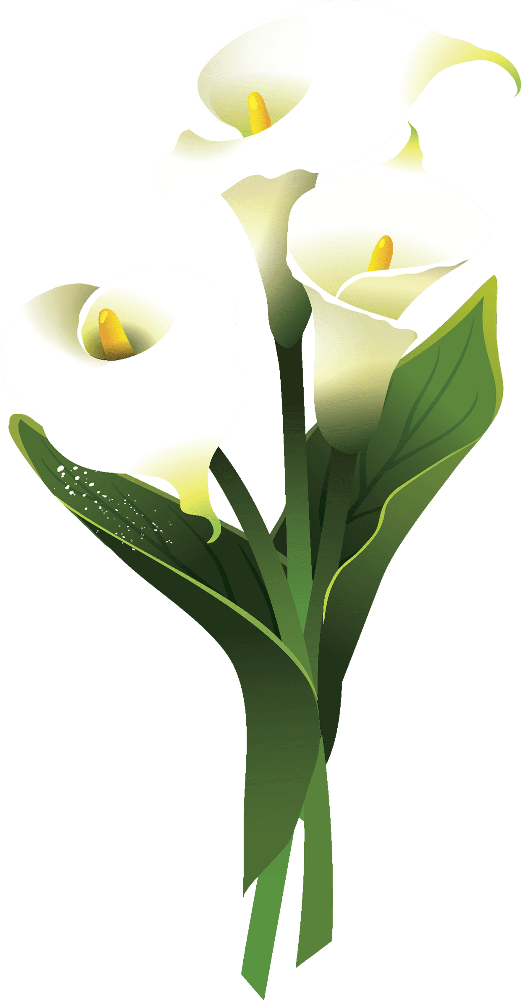 Imágenes de flor de alcatraz con fondo trasparente | PNG Webblog