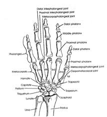 Mela's Rontgen: MANUS