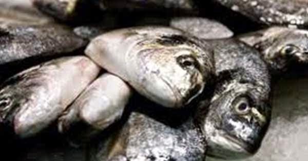 Fish Amino Acid or (FAA ) Organic Fertilizer Production Guide