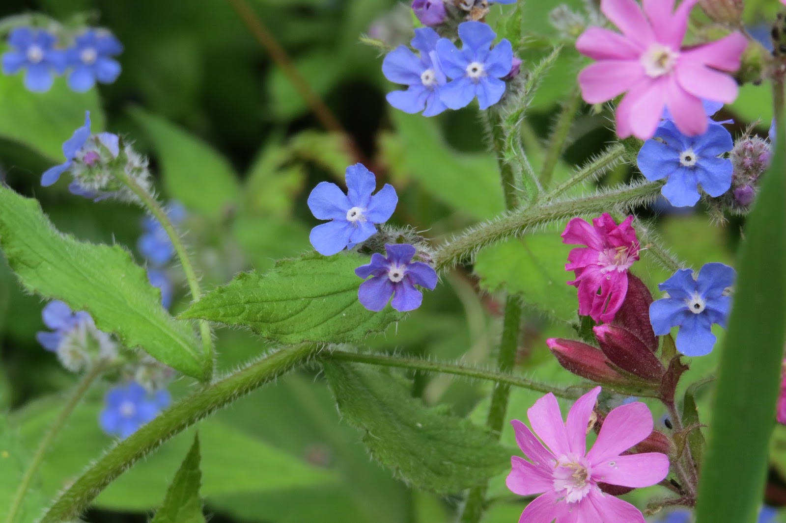 Ragged Robin's Nature Notes: A Bee Talk and Walk led by Steven Falk at ...
