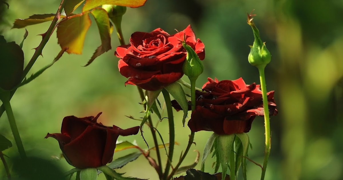 A Thousand Glittering Pieces: Week 2 Story: The Three Roses