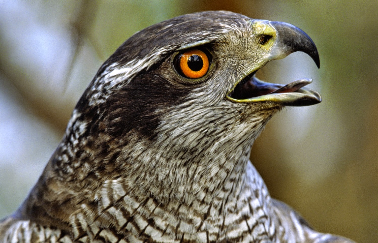 Fieggentrio: Valk met camera op de rug plukt een eend uit de lucht ...