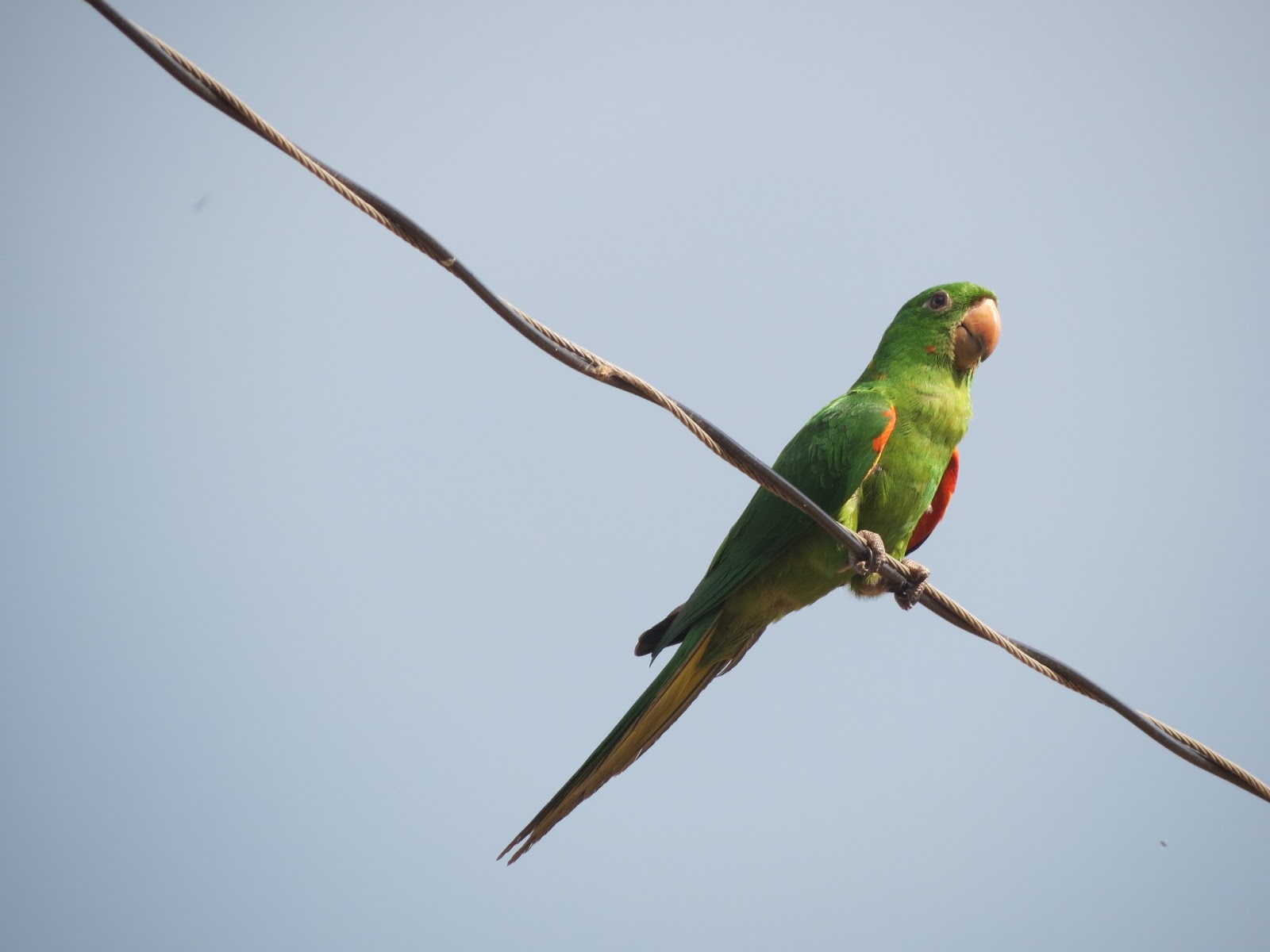 Rosas Amaldiçoadas: Fotografando: Maritacas