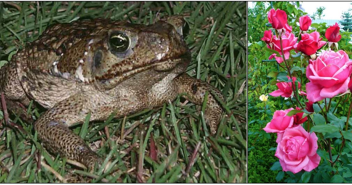 PÁGINA CARMELITA: A FÁBULA DO SAPO E A ROSA