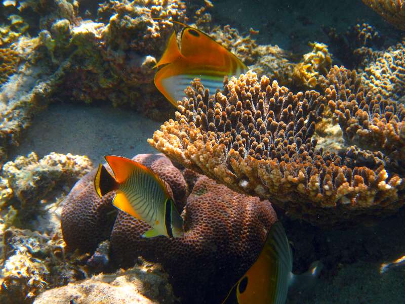 The Travelling Lindfields: Is snorkeling on Ningaloo Reef overrated?