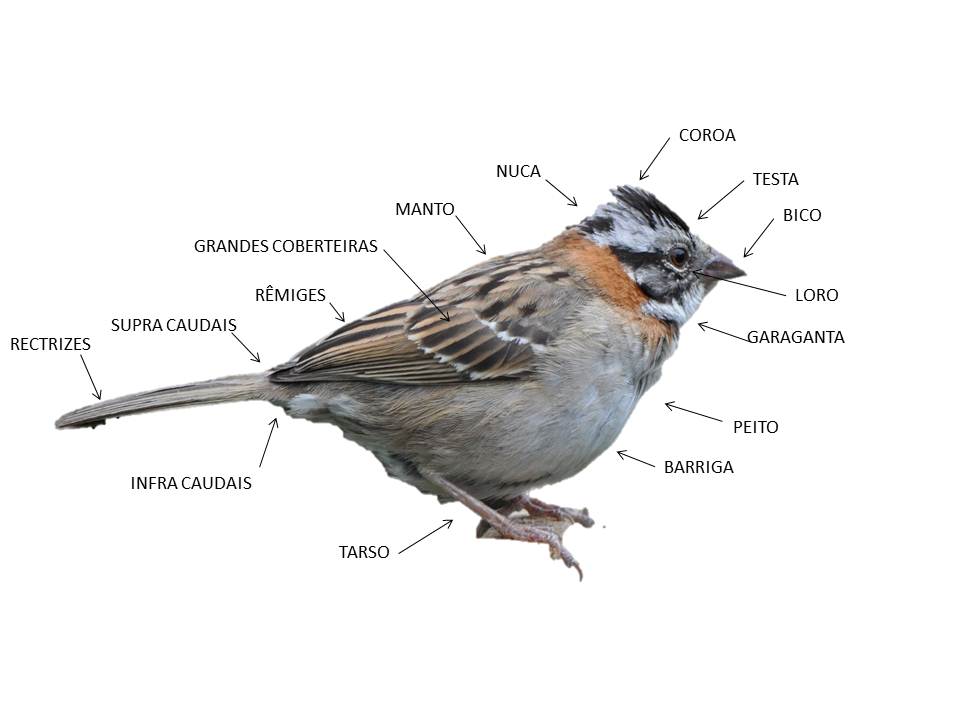 Sobre aves | GUIA FOTOGRAFICO
