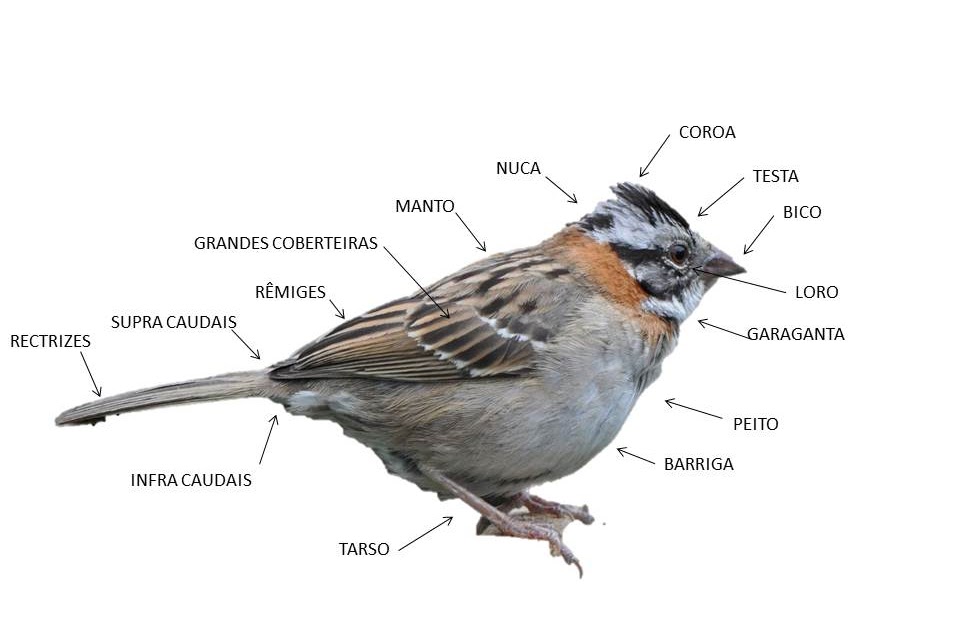 Sobre aves | GUIA FOTOGRAFICO