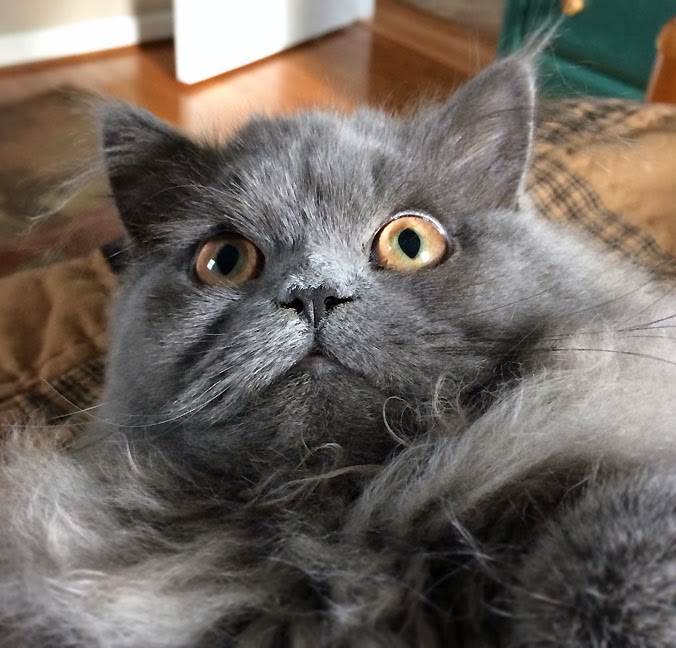 Moonraker Lampwerks: FA LA LA LAaaaAAaaaa!