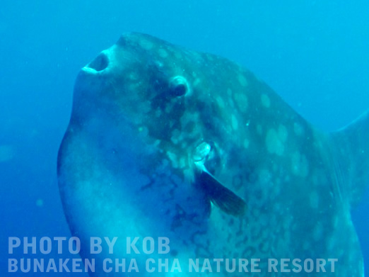 Manado & Bunaken Island Life: Moon Fish/Sun Fish/Ikan Mola Mola/Mambo ...