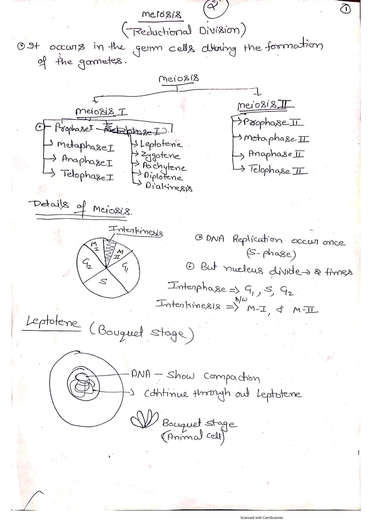Cell cycle and cell division notes - Studypur