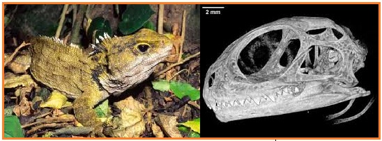 Bahas Tuntas Reptil - SMA AL HIKMAH MUNCAR