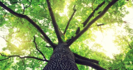 A Smile Breaks Through: The Oak Tree: A Message of Encouragement - A ...