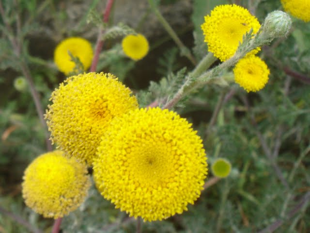 FLORS: Herba de boligs (Anacyclus valentinus)