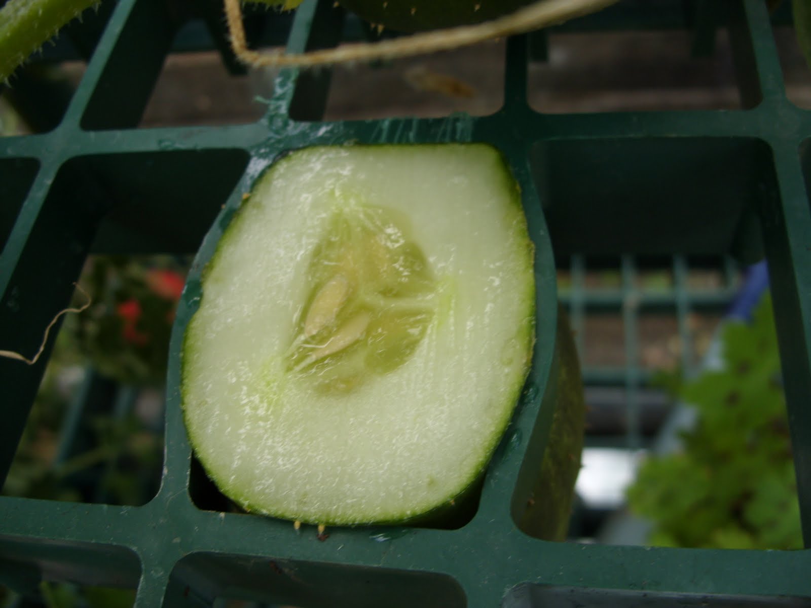 Ernie and I: Cube-cumber!