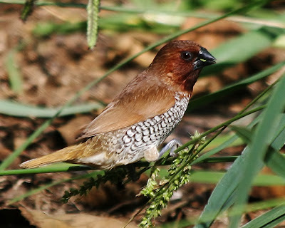 Birds of the World: Scaly-breasted munia