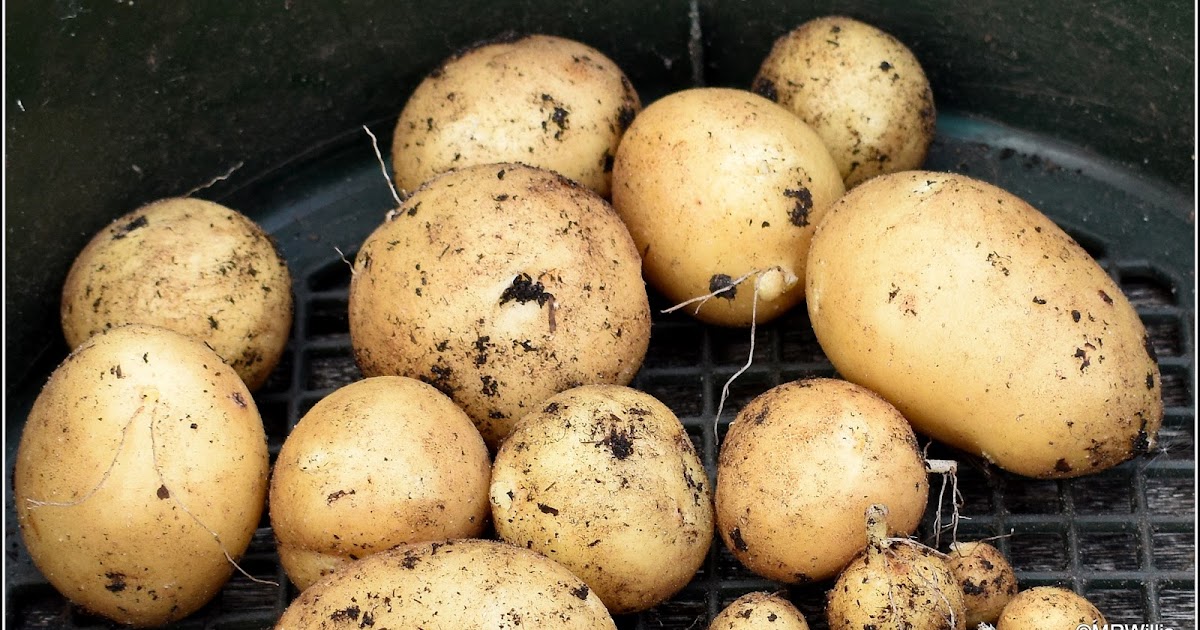 Mark's Veg Plot: The first of the new potatoes