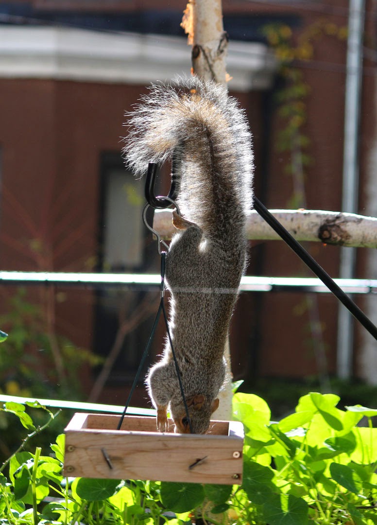 66 Square Feet (Plus): Good squirrel, bad squirrel