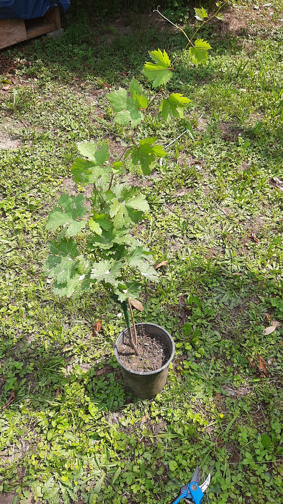 Videira vinda da Eslovénia registada como a mais antiga do mundo é ...