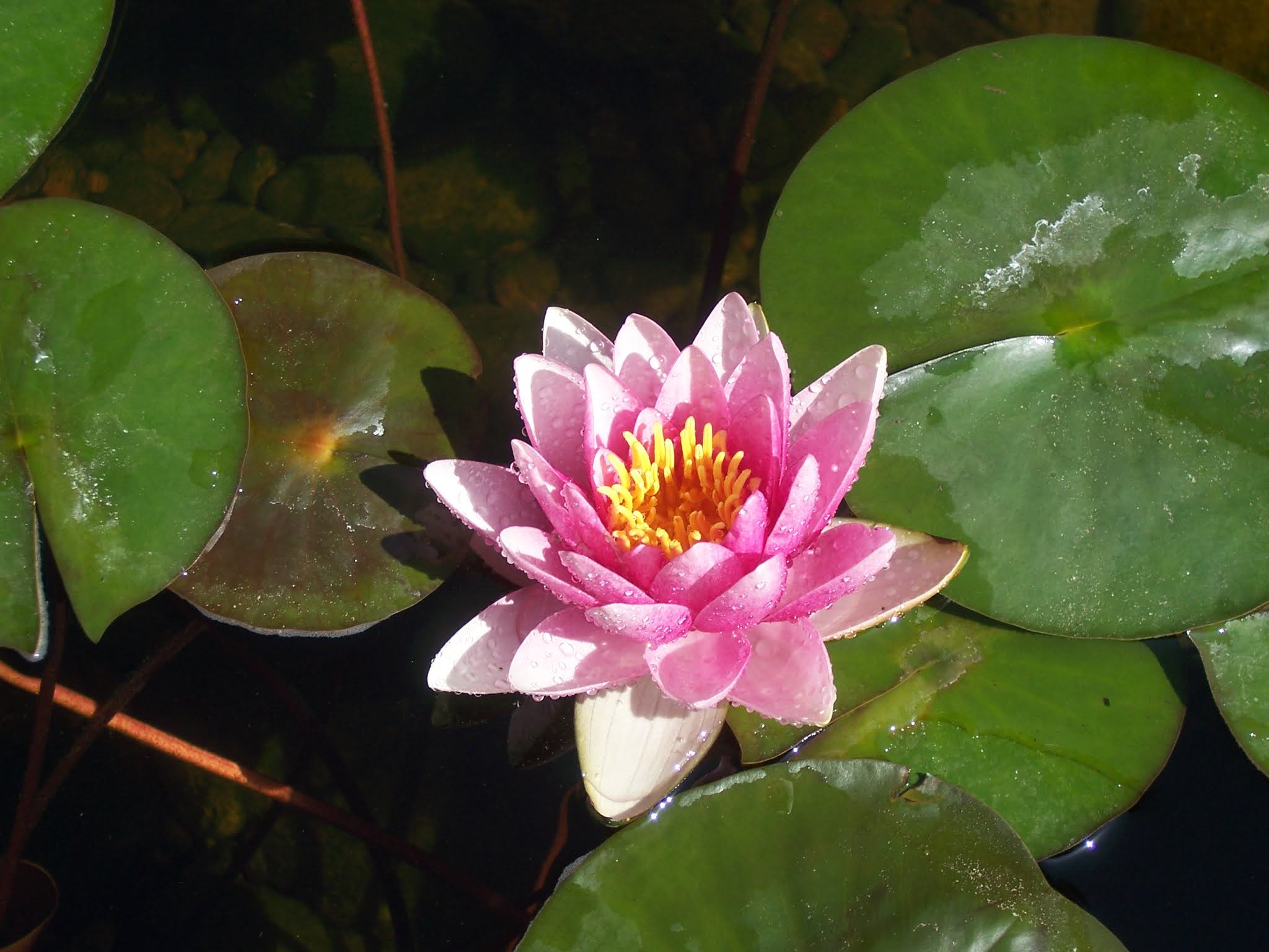 The 2 Minute Gardener: Photo - Water lilies