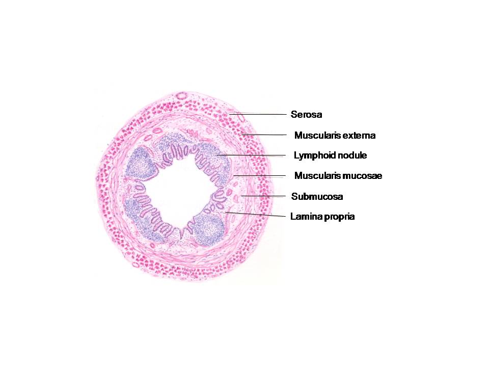 HISTOLOGY DIAGRAMS: Special histology- specific points
