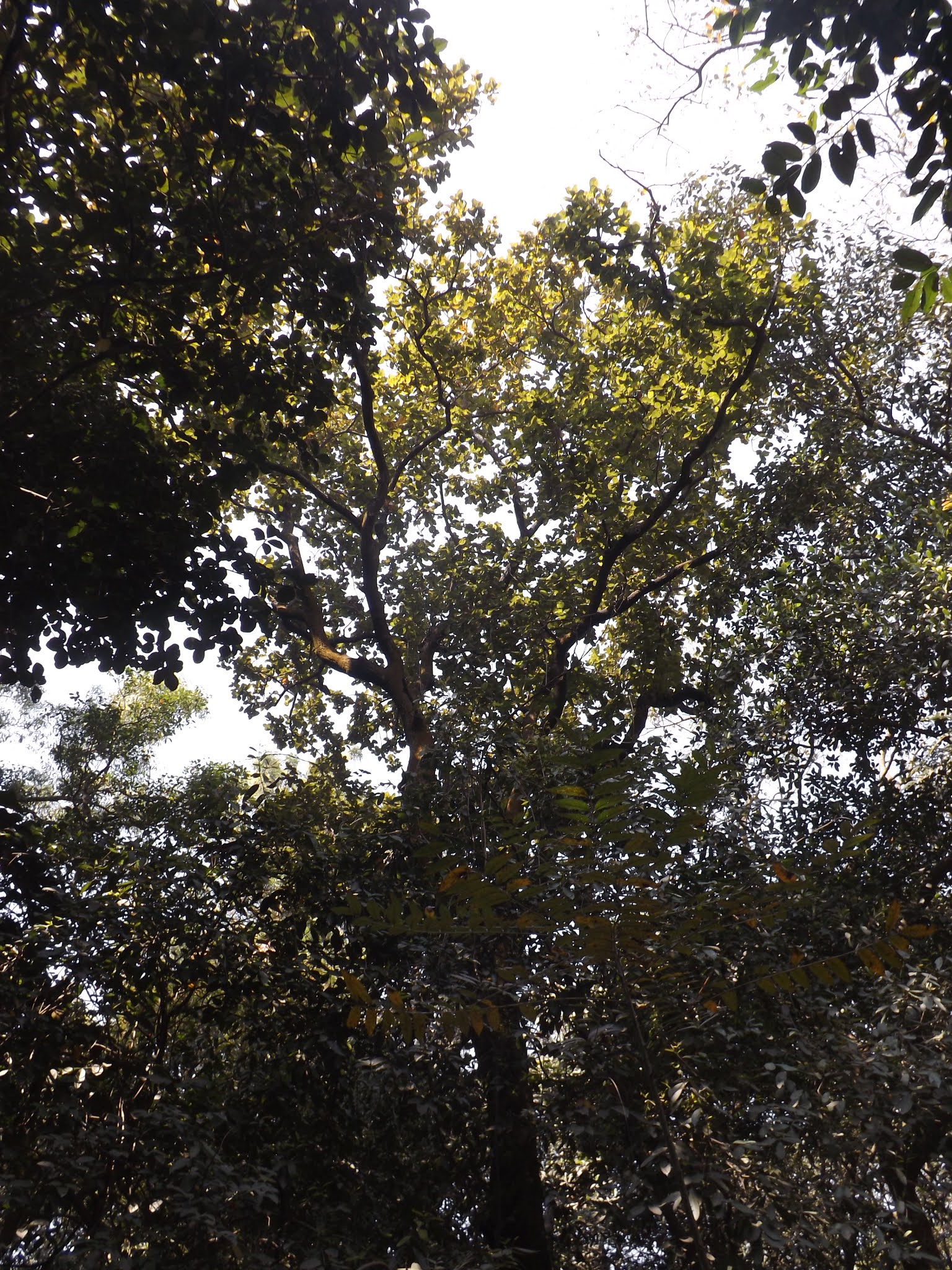 Chapalish or Chaplash, Artocarpus chama