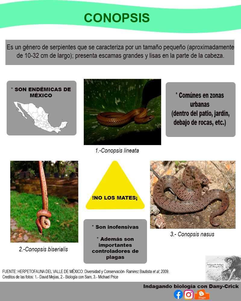 Me encanta la biología: Género de serpientes Conopsis