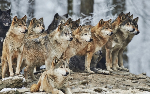 White Wolf : Wolf hunting banned in Slovakia