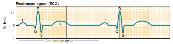 NOTA KEDOKTERAN: Sistem Kardiovaskular dan Hematologi Dasar