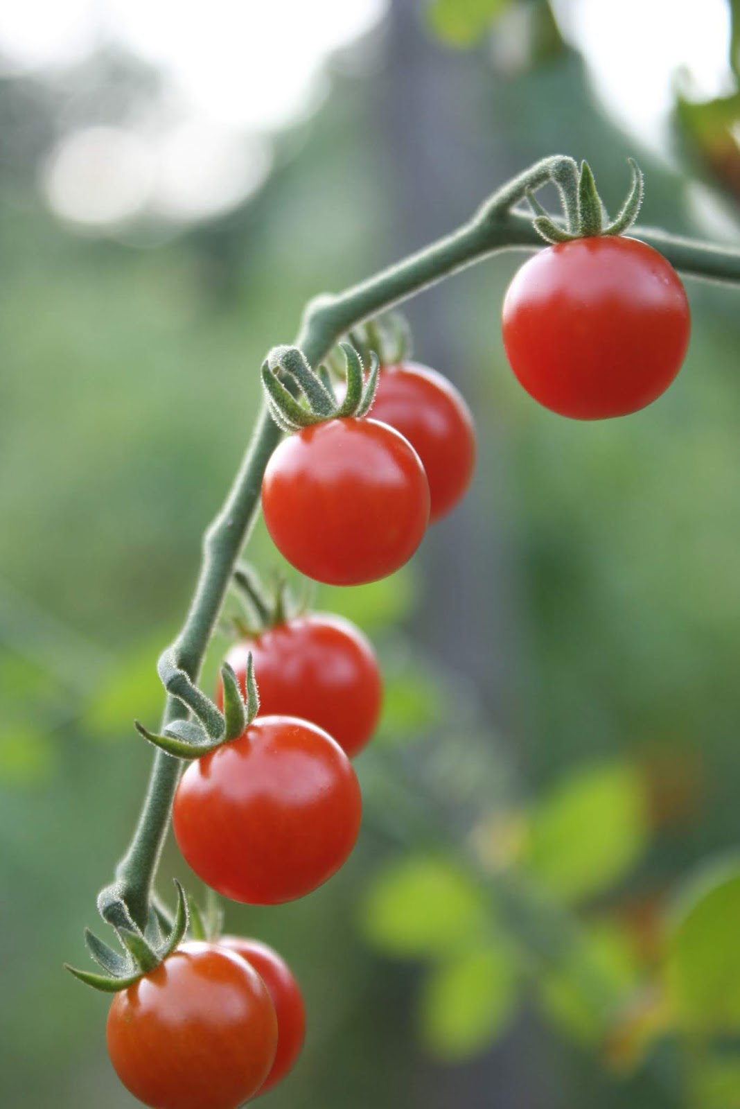 Balkan Ecology Project : Multi Grafted Apples , Currant Tomatoes ...