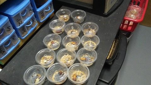 Chick-a-Doodles or J&D Farm: Superworm Farm