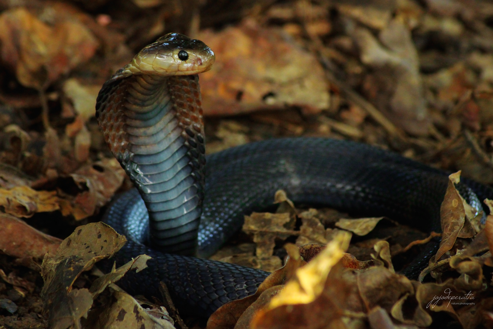 Palawan Spitting Cobra