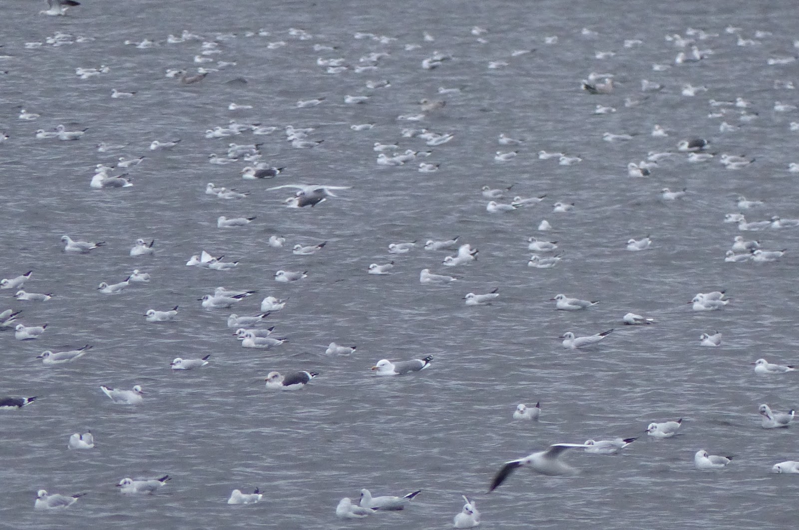 A Field Notebook: Pennington Flash gull roost