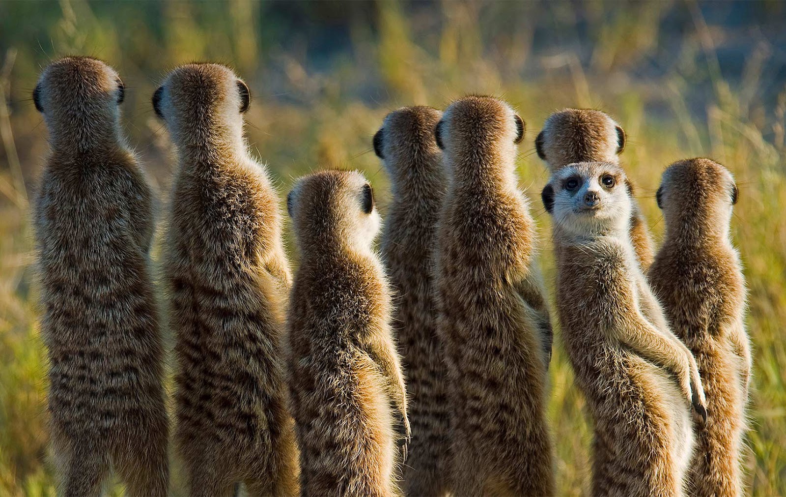 Meerkats in the Kalahari Desert in Botswana
