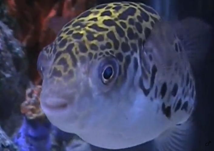 Fish Zone: spotted green puffer care