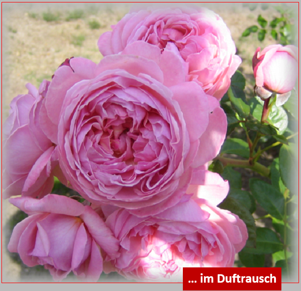 BEST-of-ROSE: FLORA COLONIA / KÖLNER FLORA