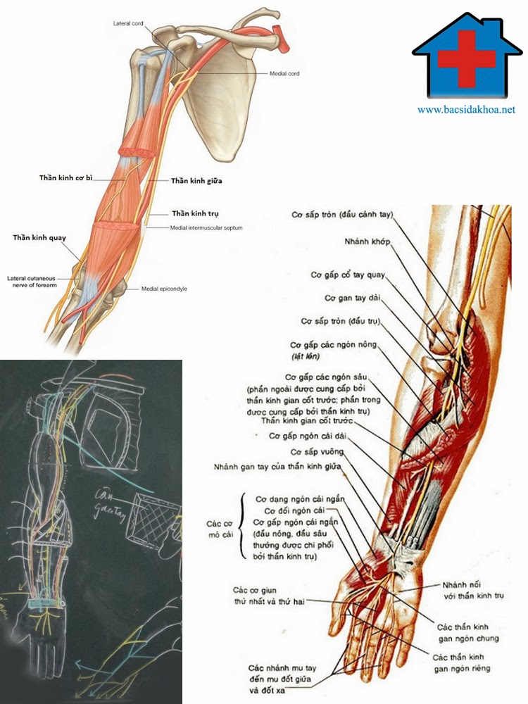Thần kinh giữa - Tài liệu ôn thi Bác sĩ nội trú - Môn giải phẫu | Bác ...