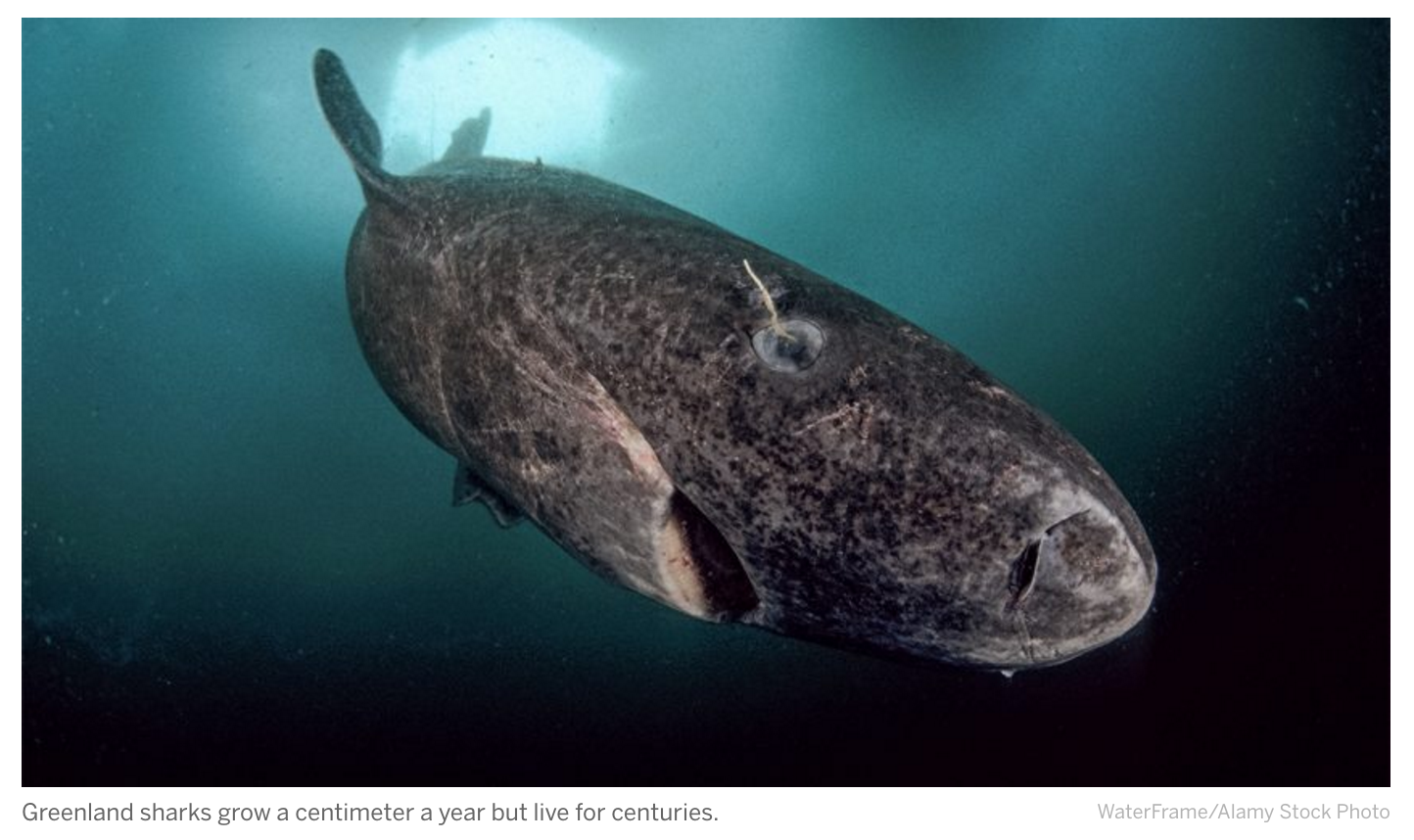 Nuclear sharks live for 400 years - Enseqlopedia