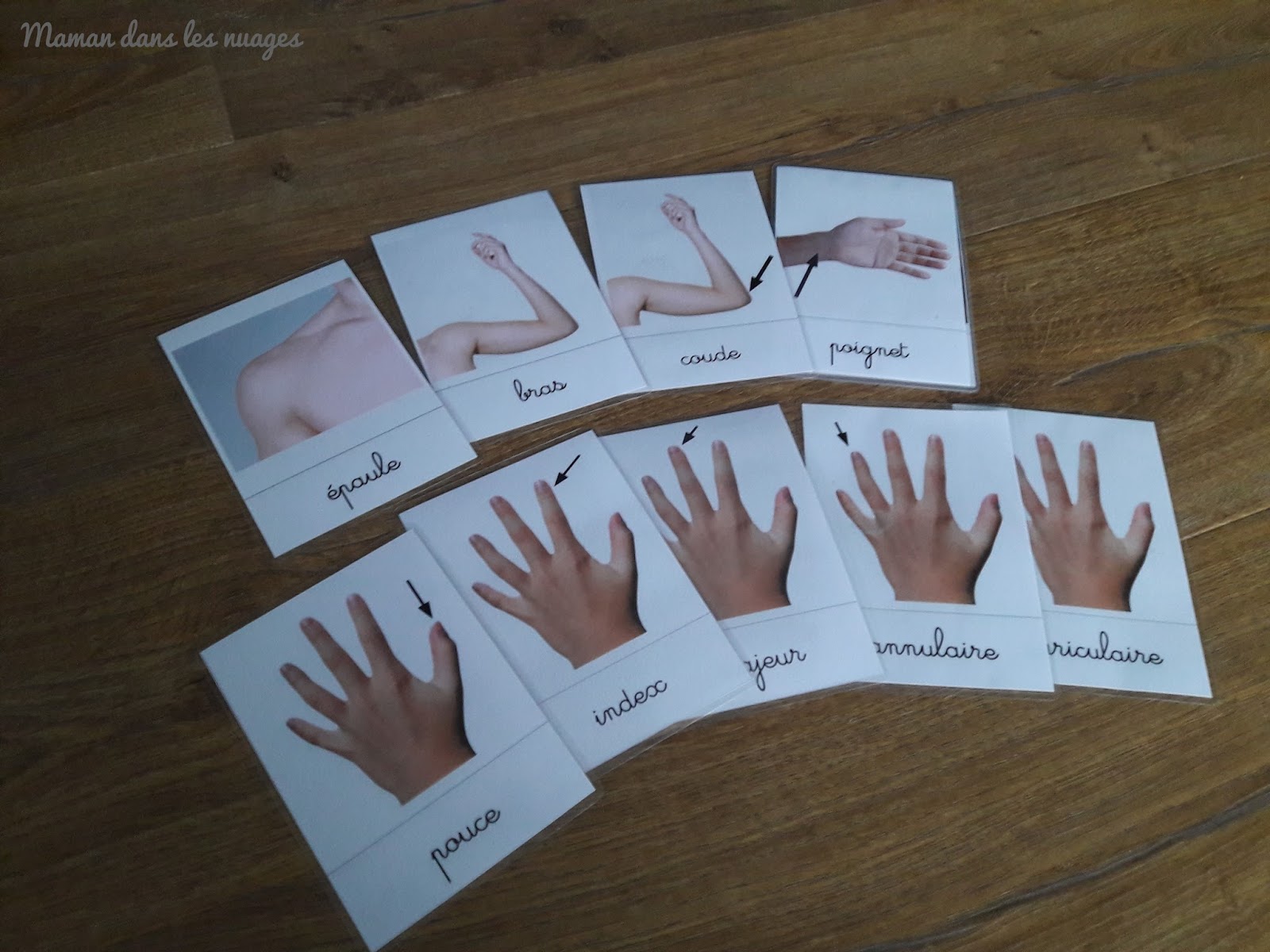 Maman dans les nuages: Cartes de nomenclature du corps humain {cartes à ...