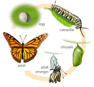 EXAMS AND ME : Chrysalis Effect: (Metamorphosis)