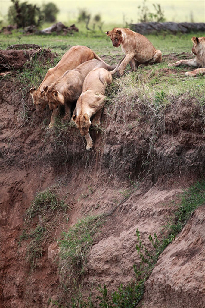 Wildlife photographer captures lion rescuing helpless cub from falling ...